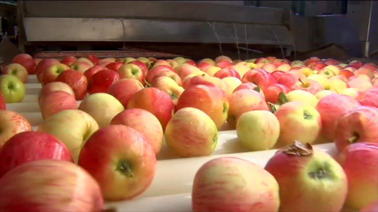 La travesía de la fruta chilena - YouTube