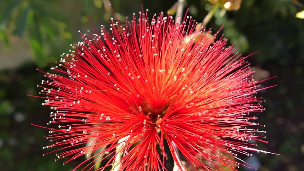 flora brasileira FLORES CALLIANDRA brazilian jardim arbusto tropical ...