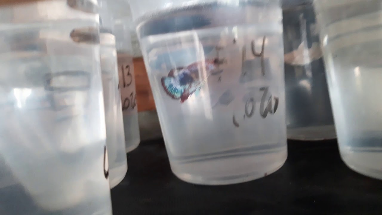 El Precio de los peces Betta en Panamá y a nivel internacional. - YouTube