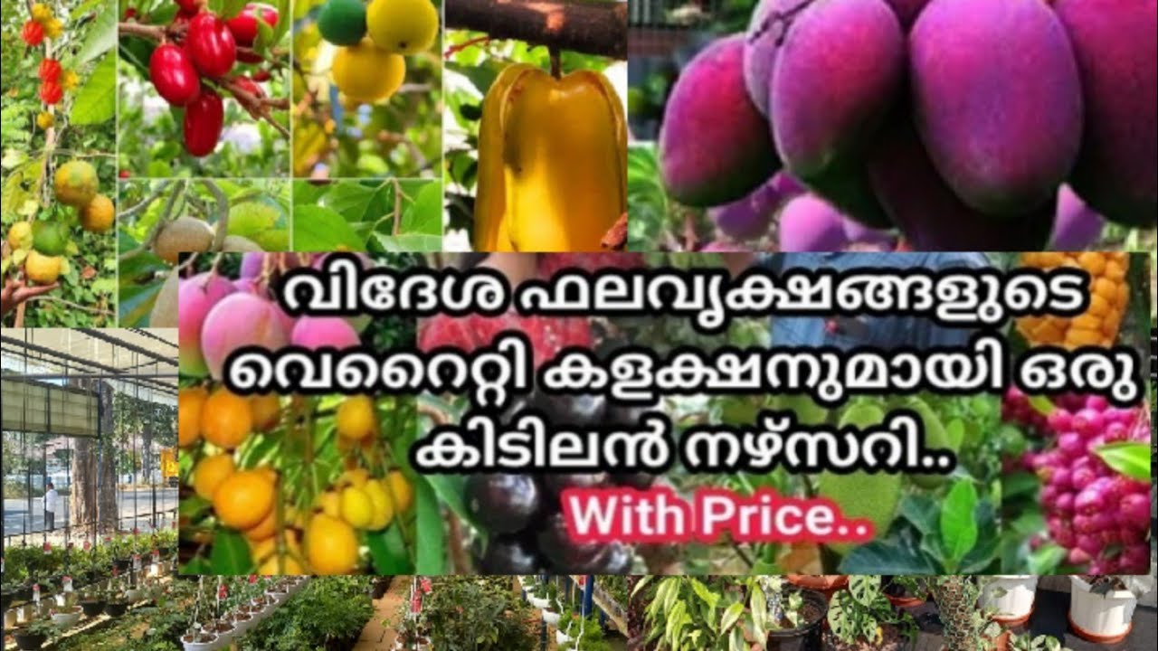 Exotic fruits Nursery Wayanad വിദേശ സ്വദേശ പഴച്ചെടികളുടെ ...
