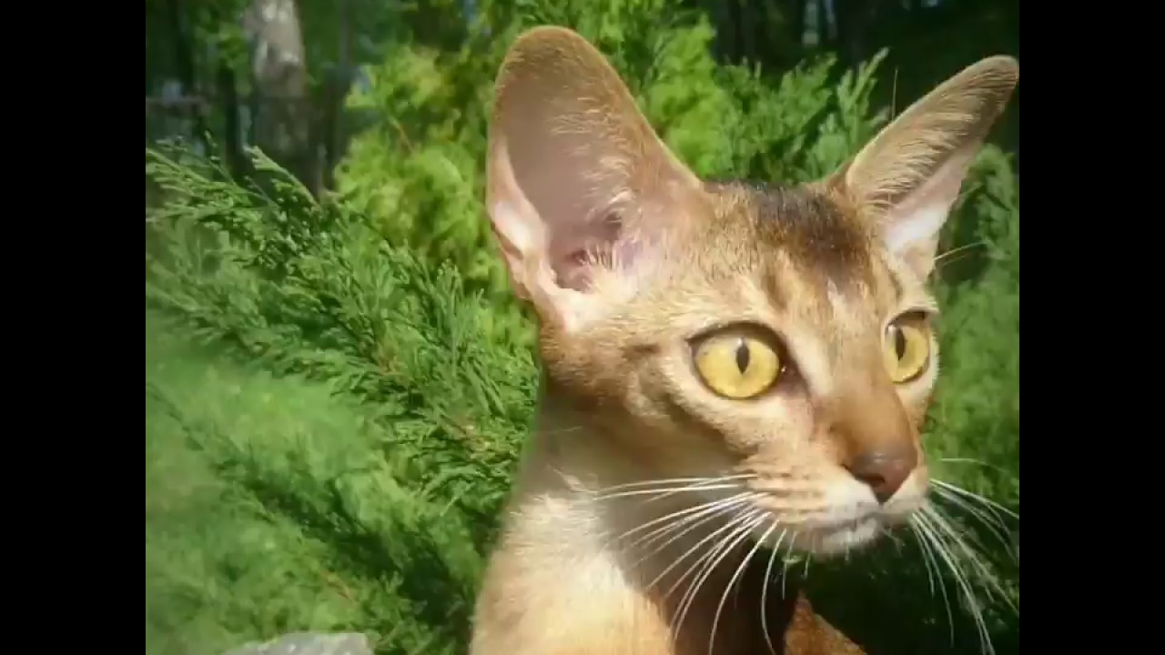 Abyssinian cat in the wild nature. Abyssinian Outdoors. ( smartaby.com ...