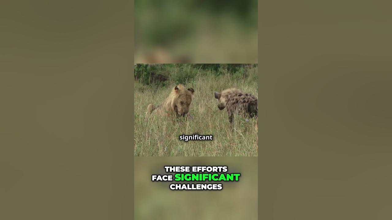 Lions and Hyenas Guardians of the Savanna Ecosystem - YouTube