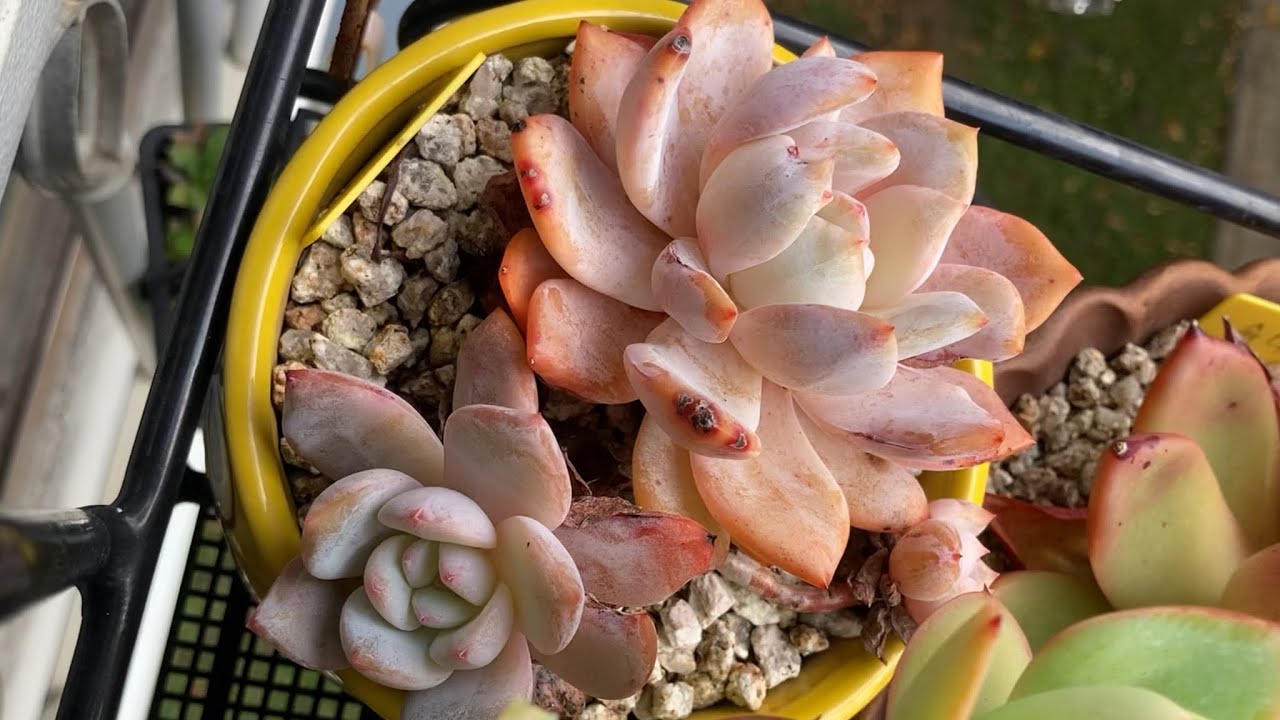 오랜지먼로가 오랜지색으로 이뻐졌네요 합식한 제스타 꼬마 둥근잎은 많이 컸어요 뿌리내린 파피스로즈 분홍빛 네온나이트 등