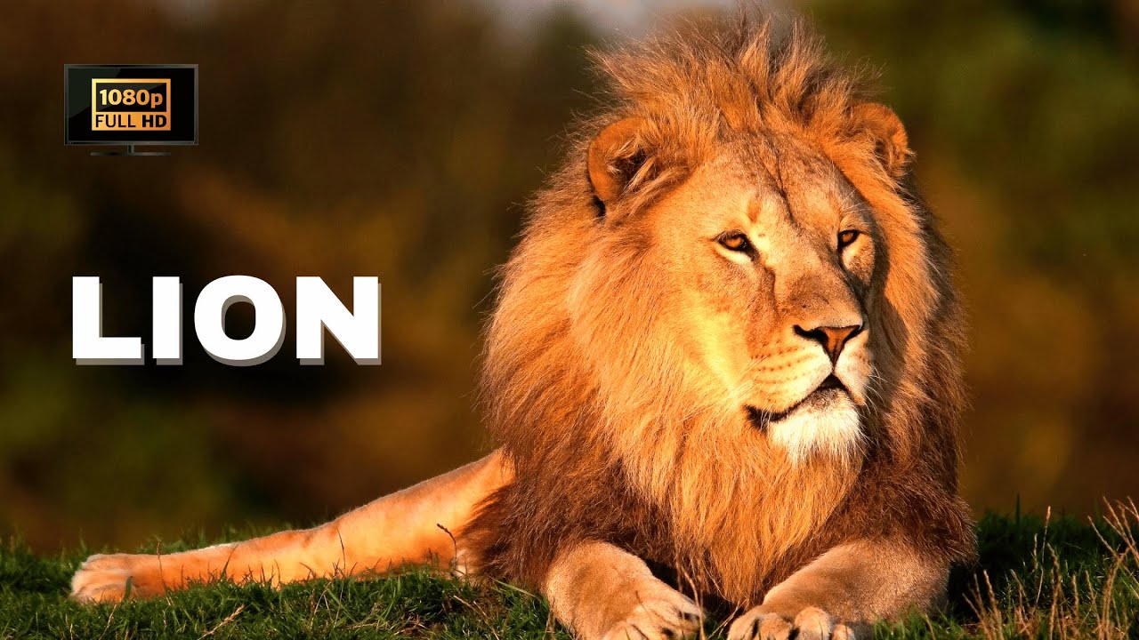 LIONS - The Best Compilation Of Lion Videos Part 2 - Kings of African ...