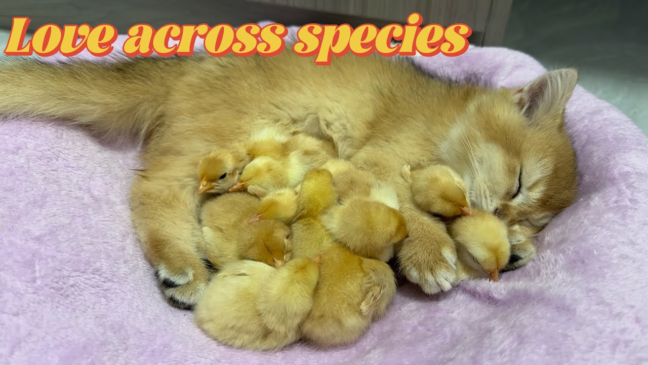 Love transcends species! The kitten hugs the chick tightly as it sleeps ...