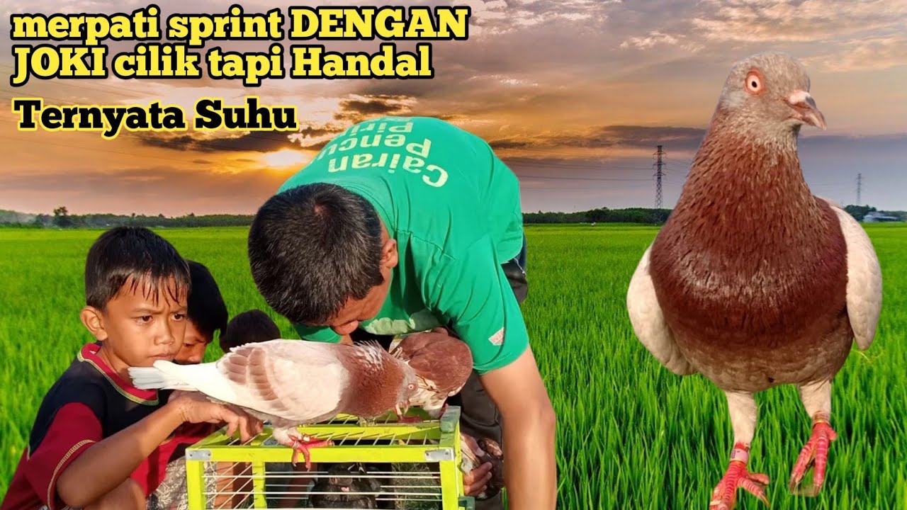 LOMBA BURUNG MERPATI BALAP DI SAWAH | merpati sprint dengan joki cilik ...