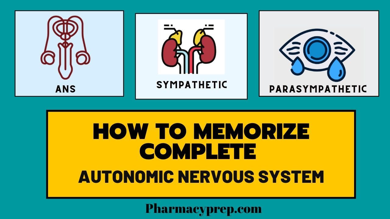 How to memorize complete Autonomic Nervous System-mnemonics PTCB, PEBC ...