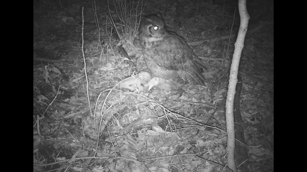 Great Horned Owl, Red Tailed Hawk, and Opossum Eating an Opossum Trail ...