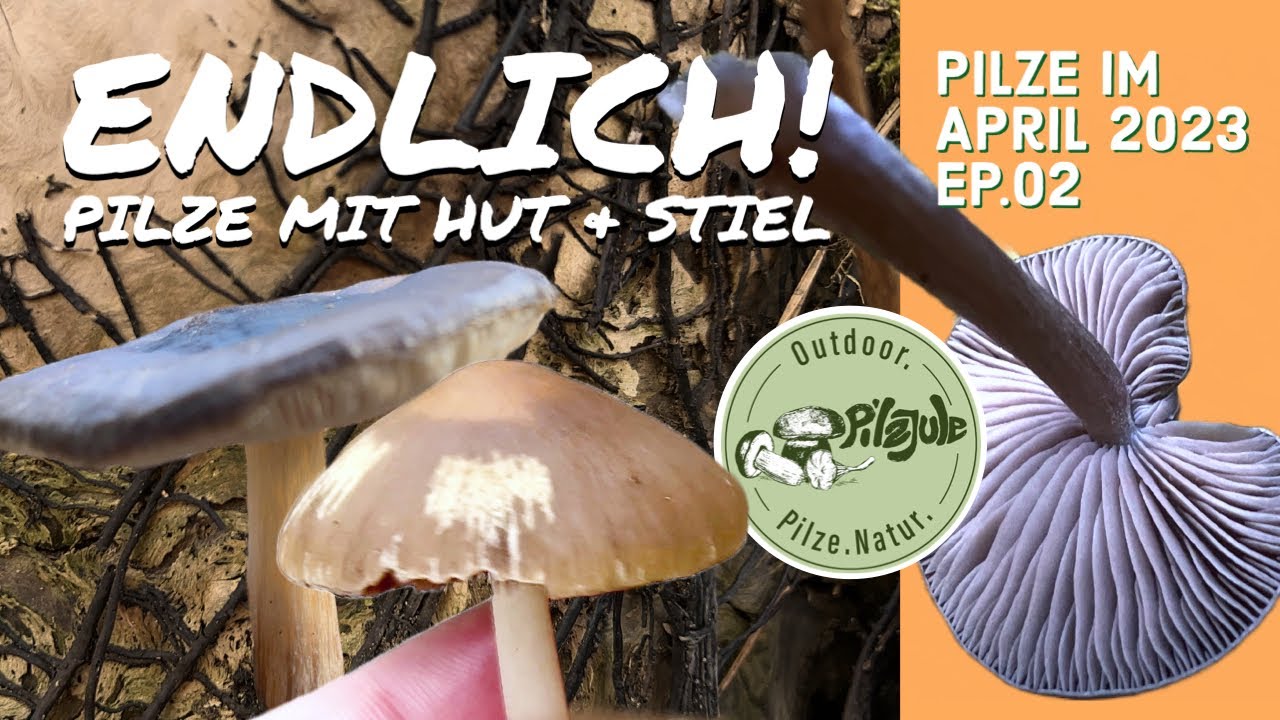 ENDLICH! Wieder Pilze mit Hut und Stiel 😅 | PILZE IM APRIL 2023 EP02 ...