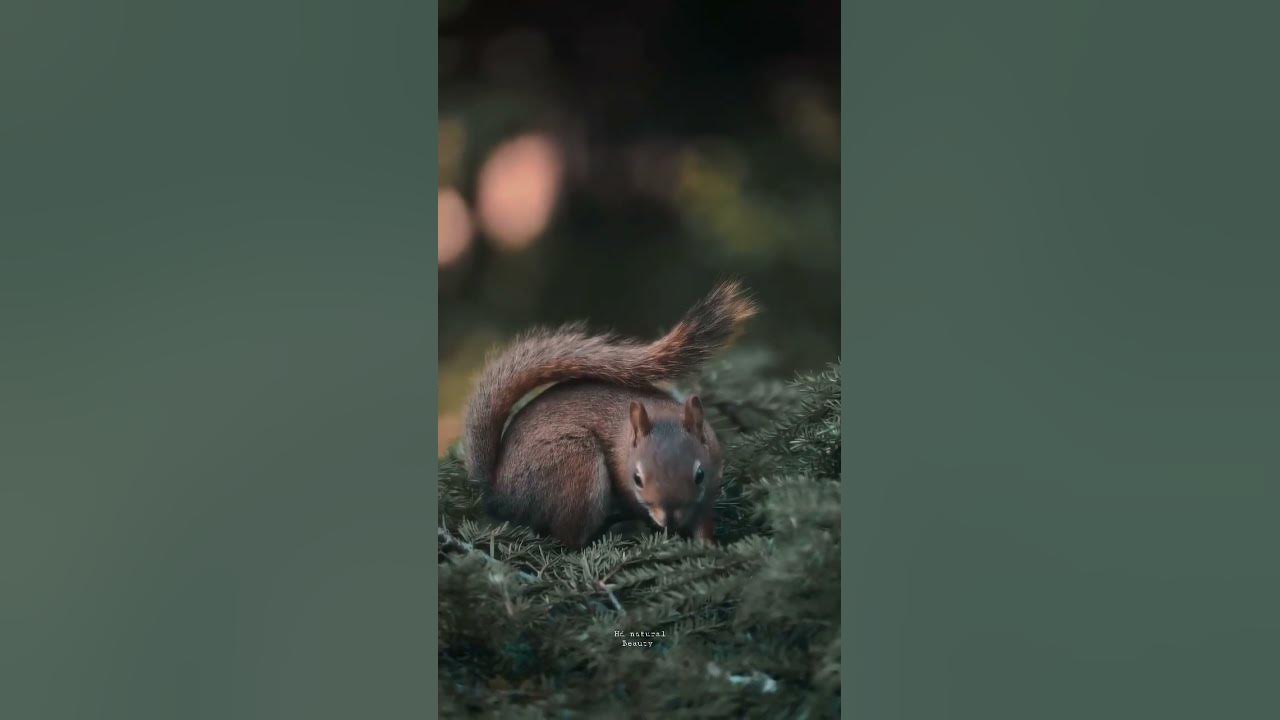 naturephotography-nature-status-feel-lovestatus-photography-youtube