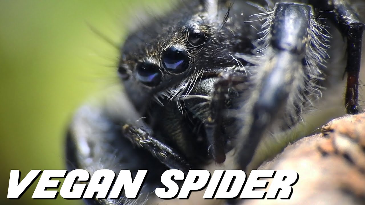 Vegan Spider: My Bold Jumping Spider Won't Eat! 😭 - YouTube