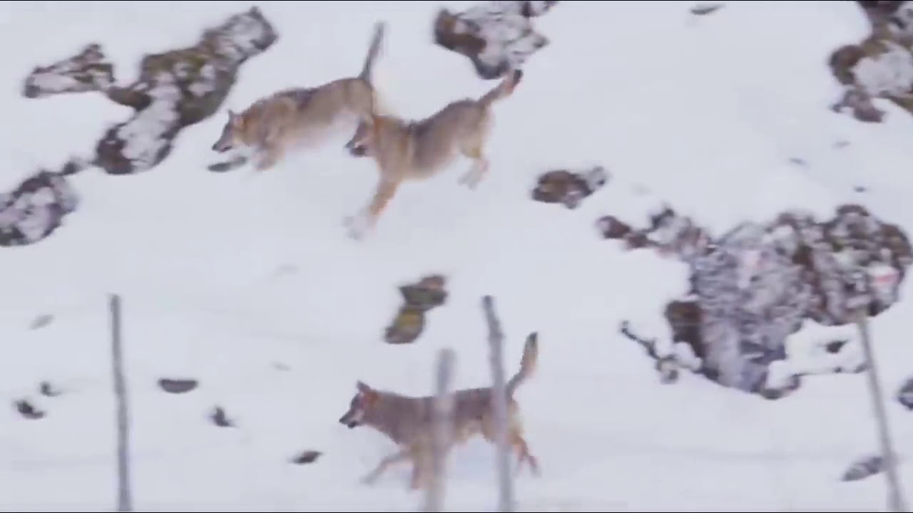 Three wolfs attack the dog - YouTube