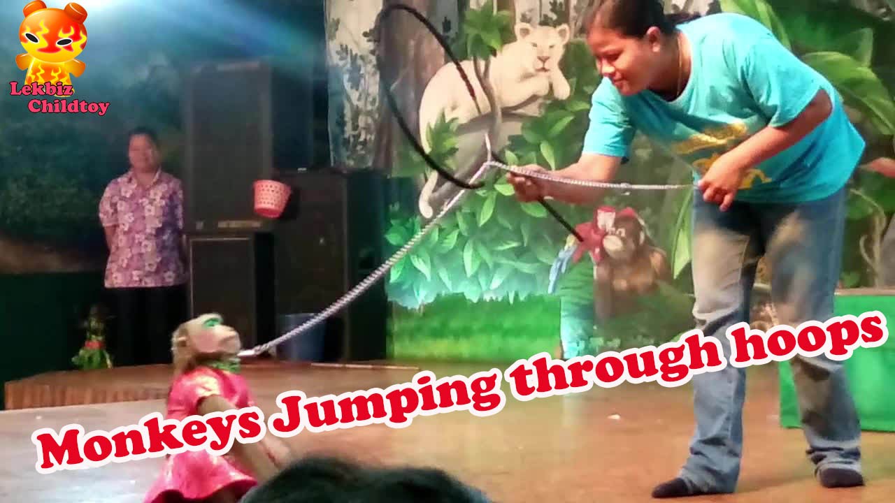 Show Monkeys jumping through hoops @PATA Zoo - YouTube