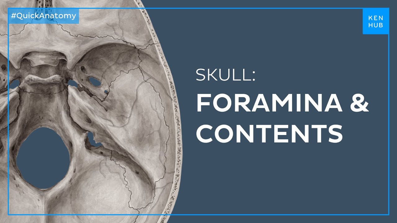 Skull foramina and contents - Quick Anatomy | Kenhub - YouTube