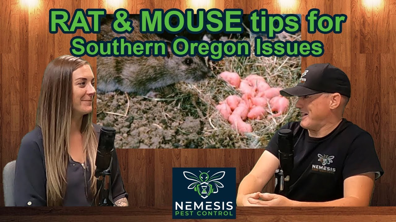 Southern Oregon Rat Education & Control - Nemesis Pest Control - YouTube