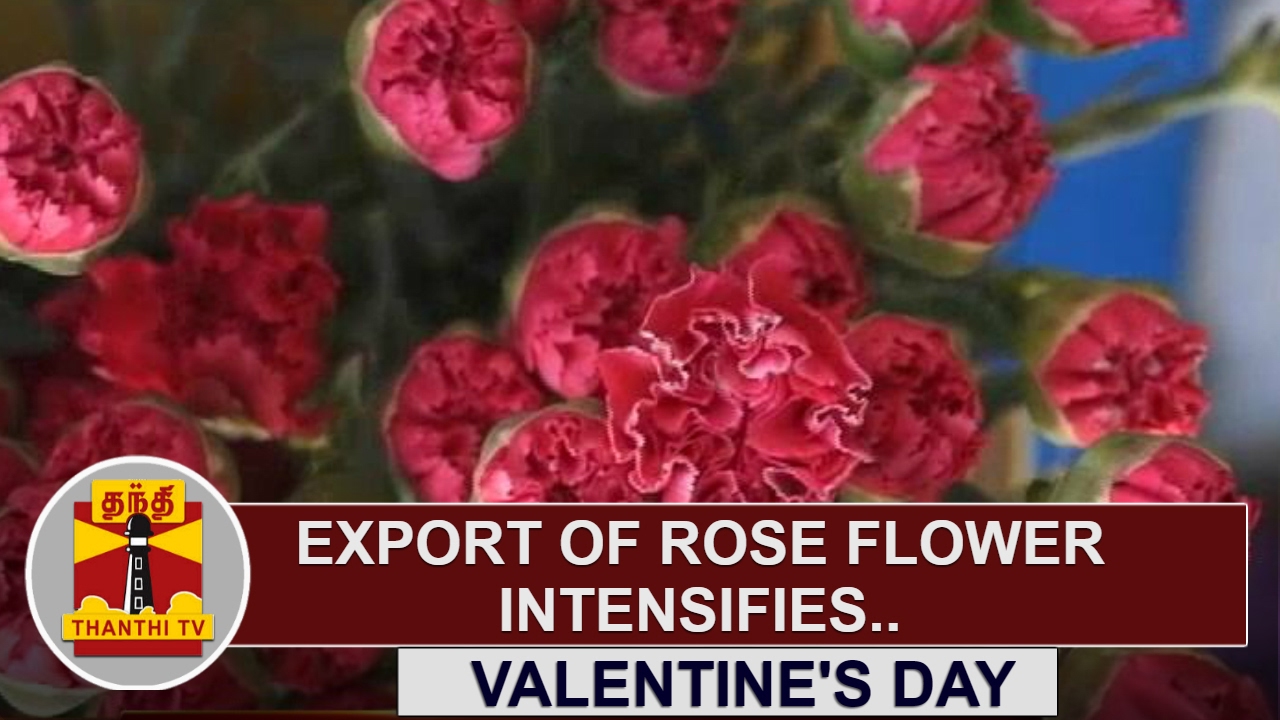Export of Rose Flower intensifies ahead of Valentine's Day | Thanthi TV ...