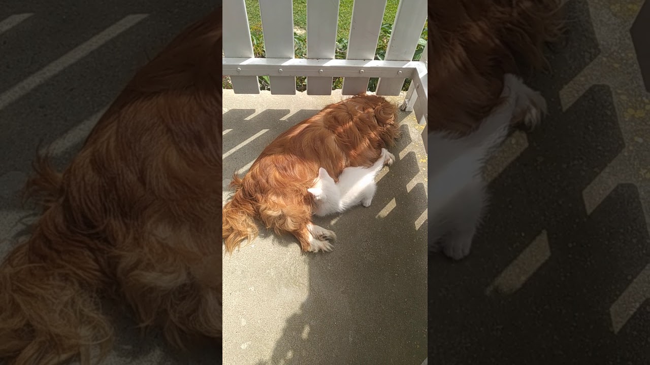 Pas i macka - YouTube