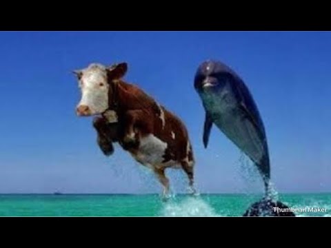 Talking cows - YouTube