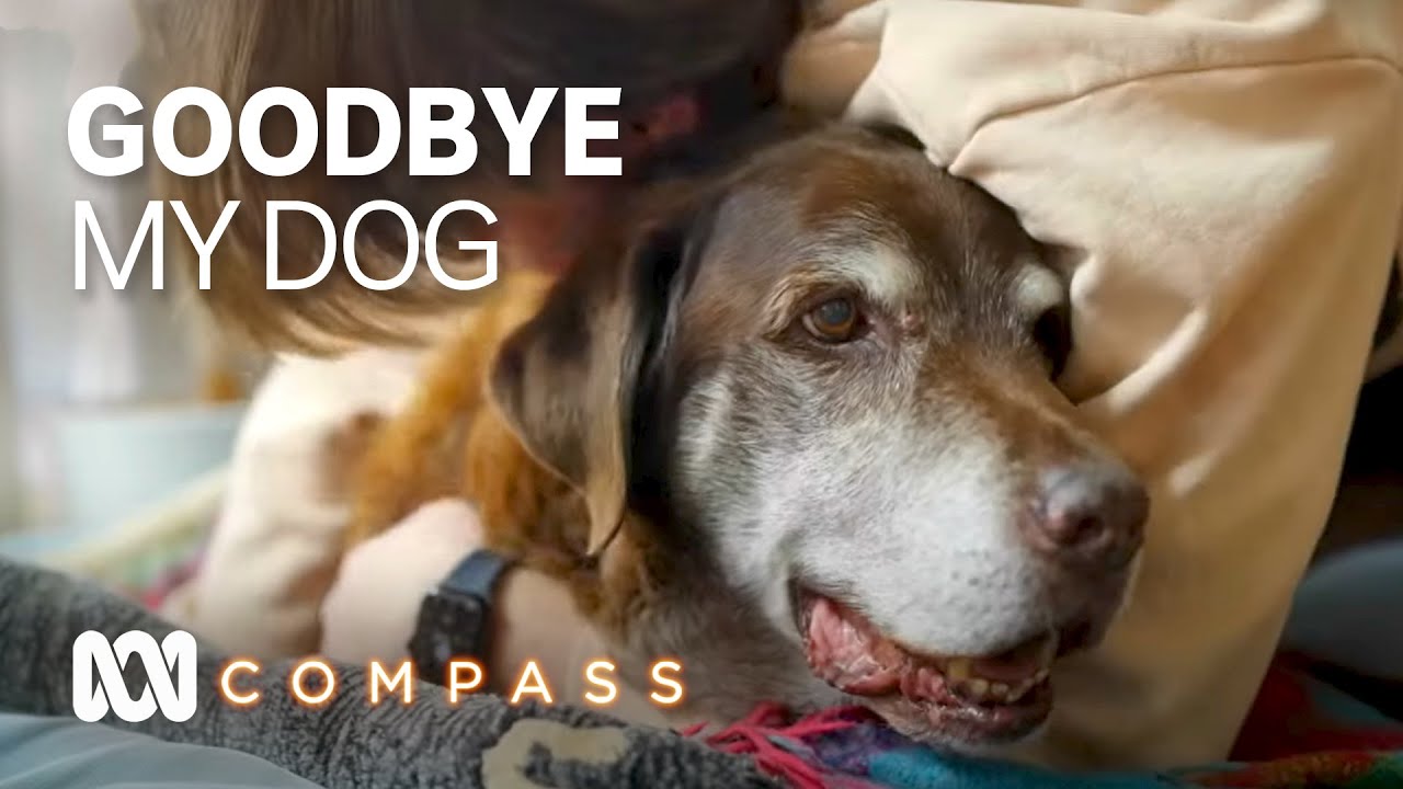 Honouring and treasuring the final days with our beloved dogs | Compass ...