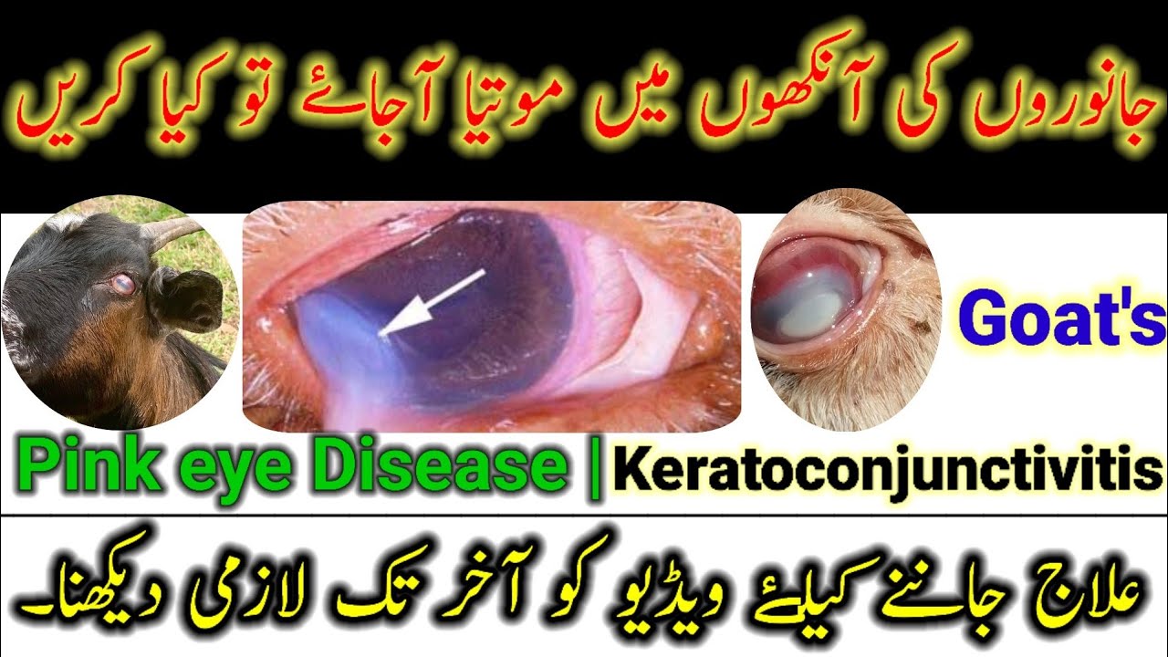 Pink Eye Disease treatment in goats & cattle's | جانوروں کی آنکھوں میں ...