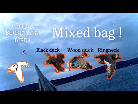 MULTI-SPECIES DUCK HUNT ! DECOYING PRESSURED , SMART DUCKS ! Duck ...