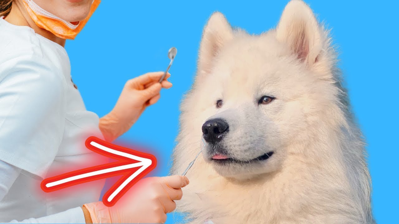 1st Time Brushing My Samoyed’s Teeth 🐻‍ ️🦷 - YouTube