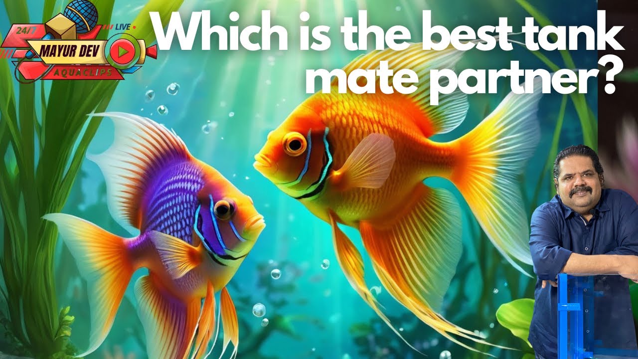 Peace in the Aquarium: Best Tank Mate Pairings for Beginners - YouTube