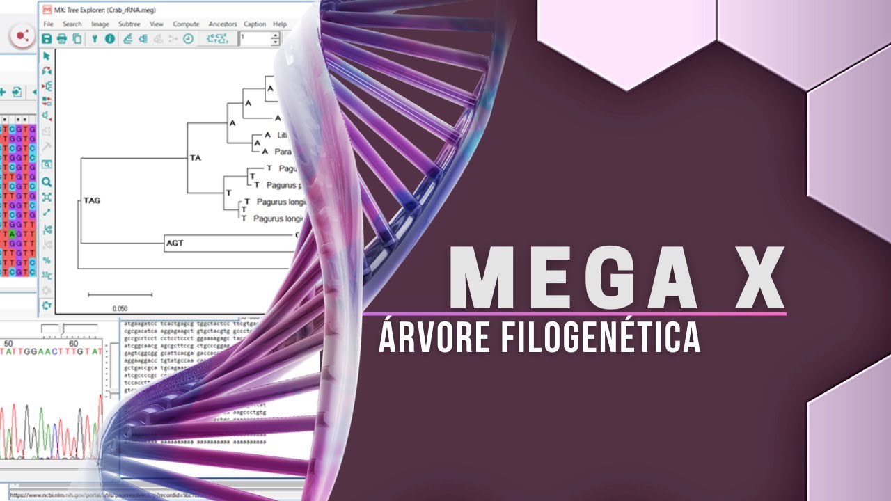 MEGA X - Construção da Árvore Filogenética - YouTube