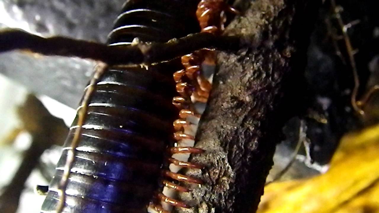 Archispirostreptus gigas, Giant train millipede 3 - YouTube