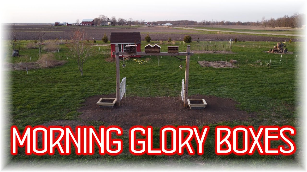 Morning Glory Boxes - YouTube