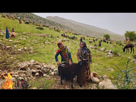 Nomadic Life:Shearing Sheep on a Day When Rain Frustrated Unmarried Nomadic Girls Natural springs