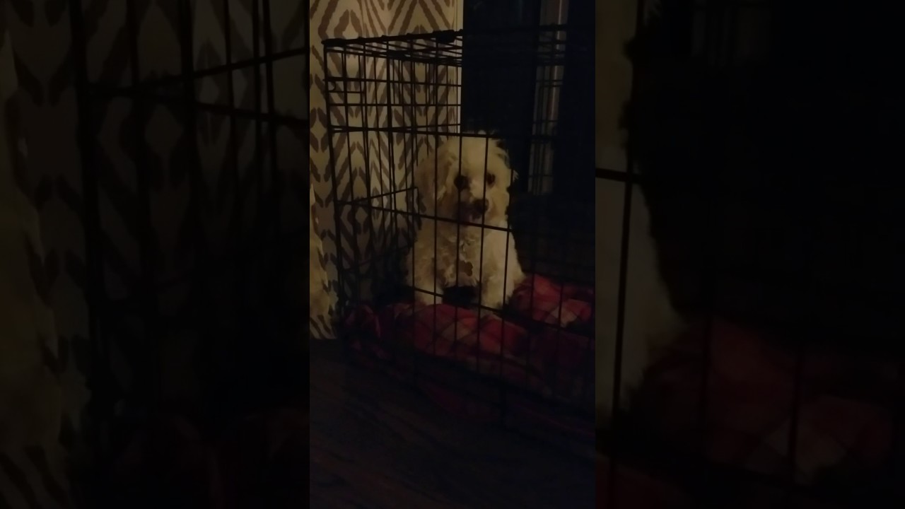 Scared shelter dog arrives at foster home - YouTube