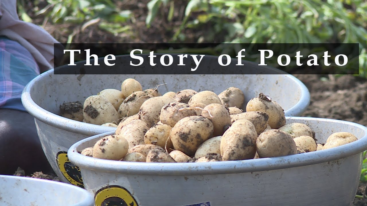 The Story of Potato - YouTube