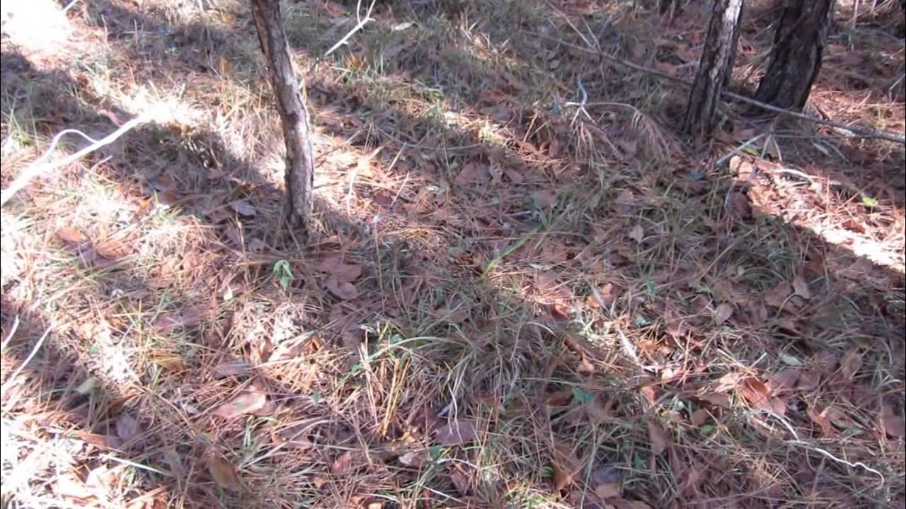 Metal detecting in NC TarHeel state - YouTube