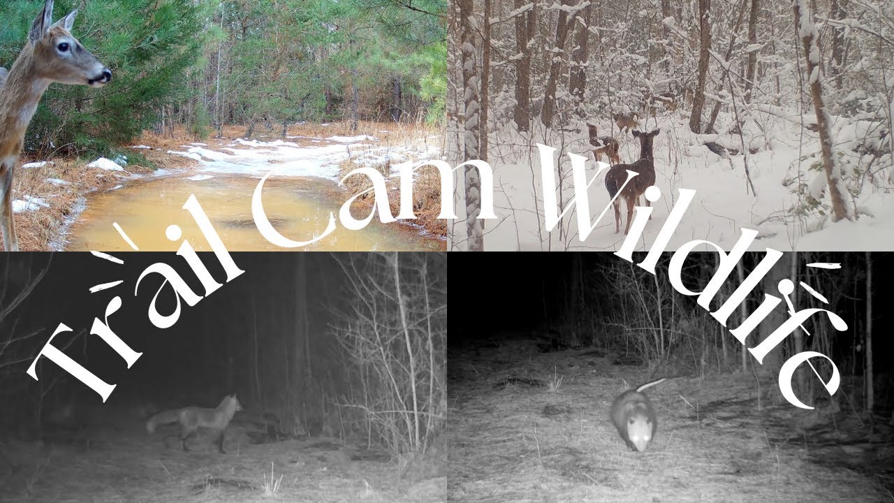 Trail Camera Wildlife Video: Snow Footage From Virginia With Deer, Fox ...