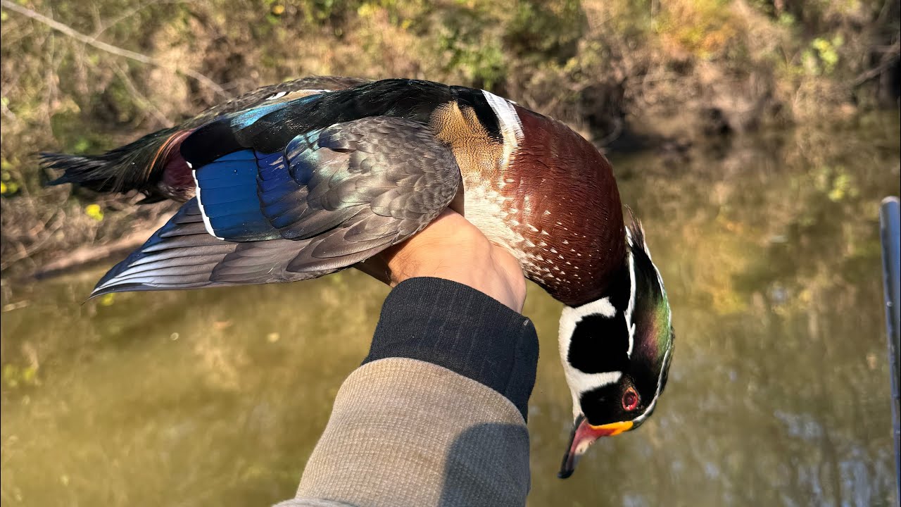 JUMP SHOOTING Wood ducks in small Creek (LIMITED OUT!) - YouTube
