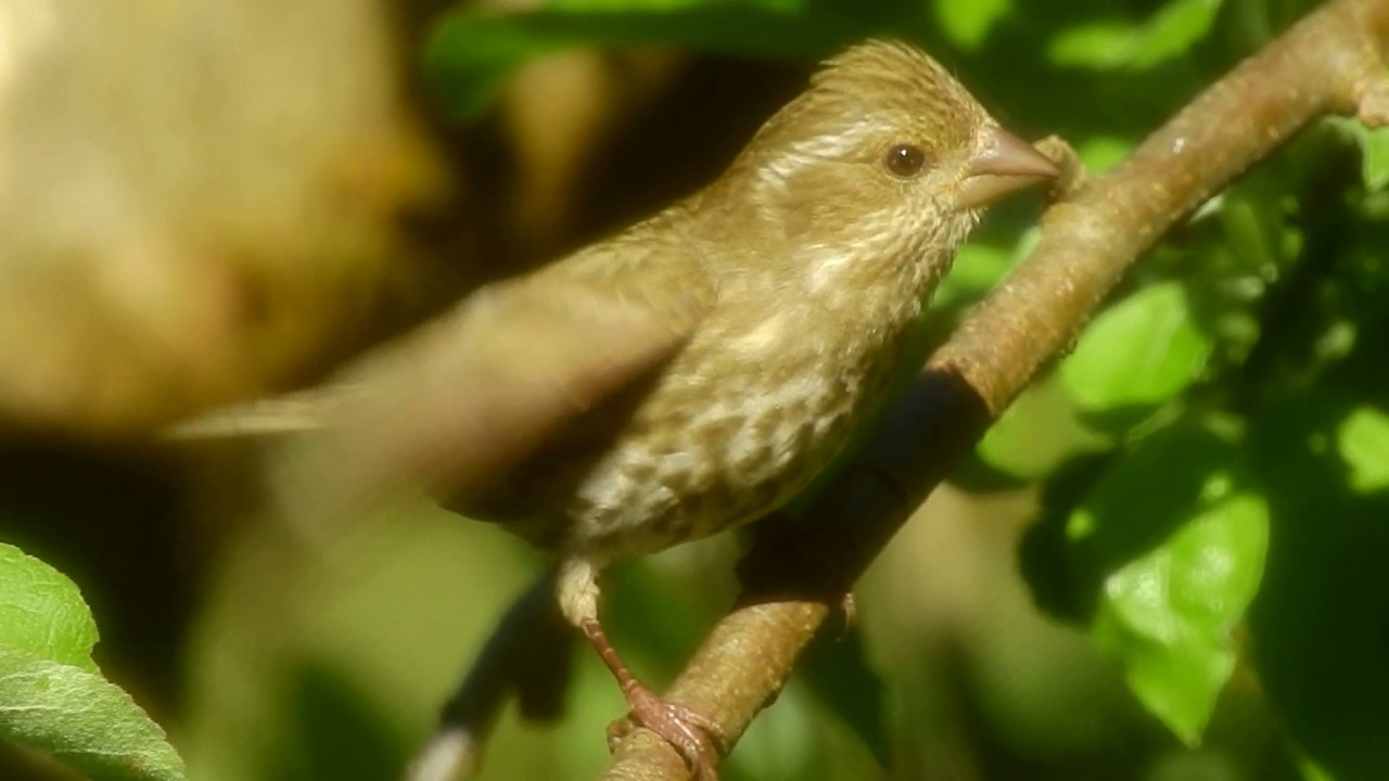 may 25 2017 17:20 - fledgling Purple Finch - YouTube