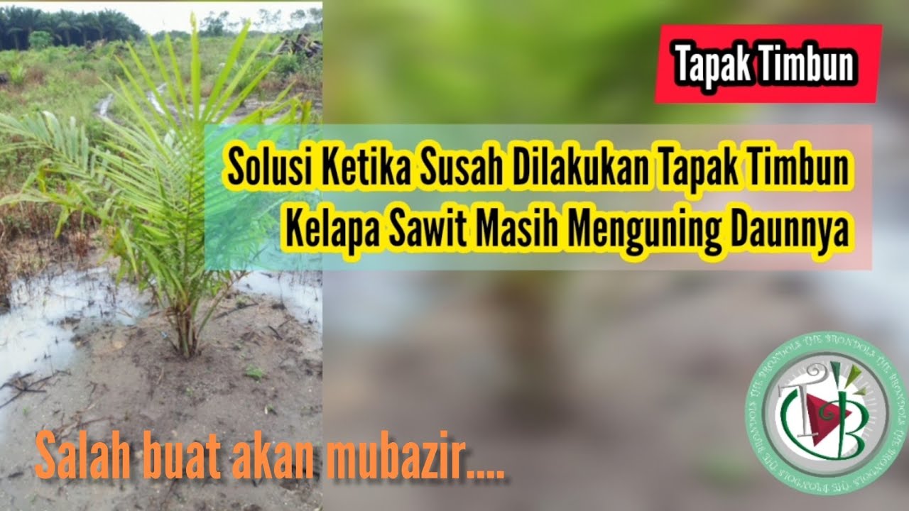 Solusi Ketika Sudah Dilakukan Tapak Timbun, Kelapa Sawit Masih ...