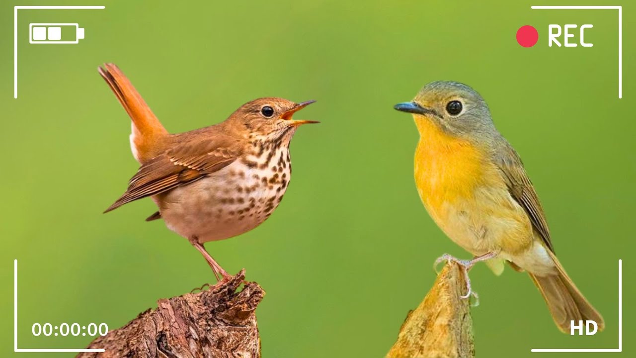 Natural Sounds of the Forest - Melodic Birds Singing, Helps Reduce ...