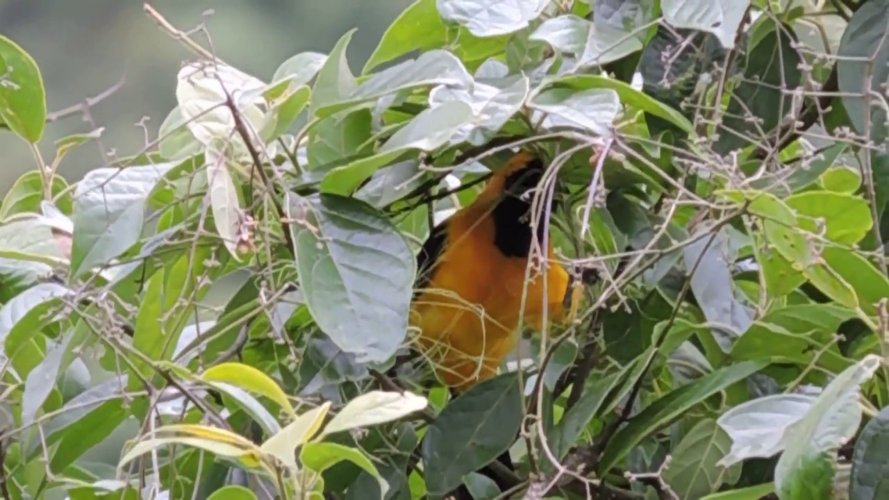 AVES DE COLOMBIA El toche - YouTube