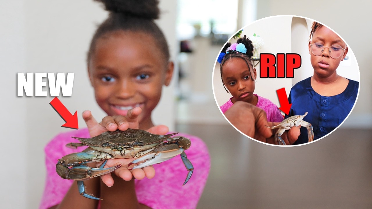we found another pet crab *emotional* - YouTube