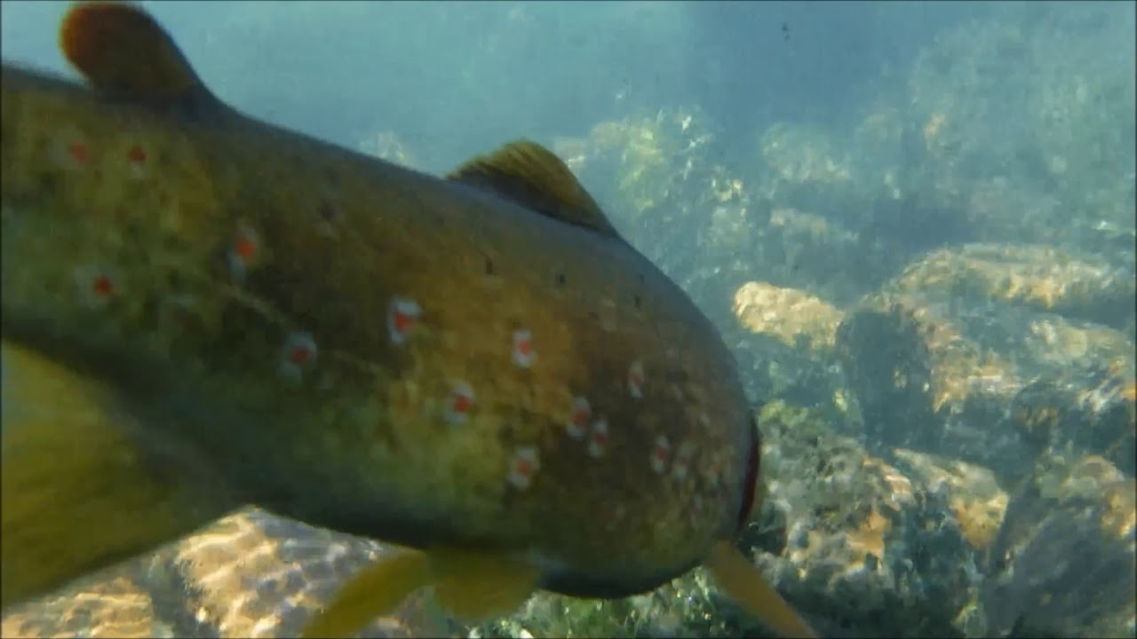 Jornada EDS Carrión, Río Carrión. Agosto/17 - Cul de Canard Fly Fishing ...