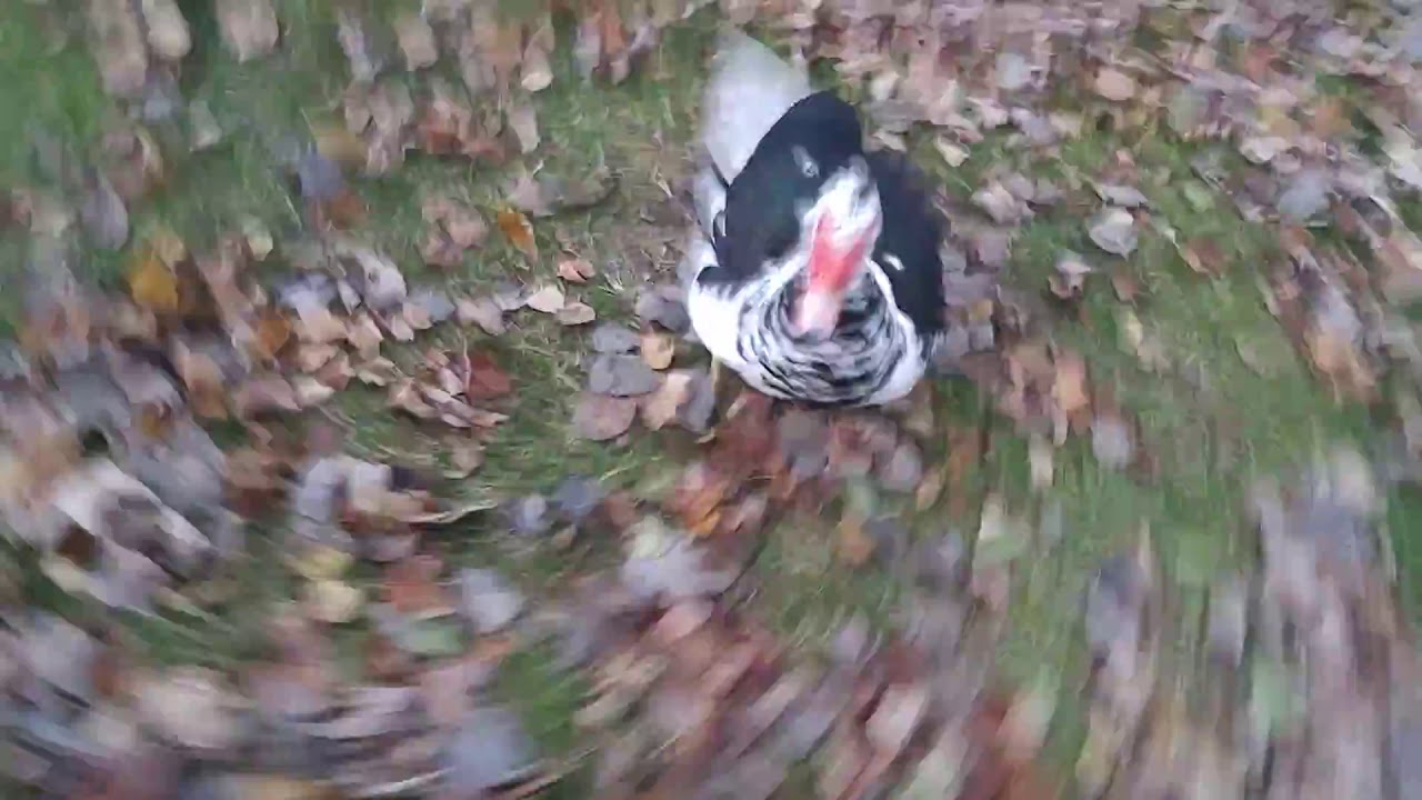 Muscovy Duck attacks - YouTube