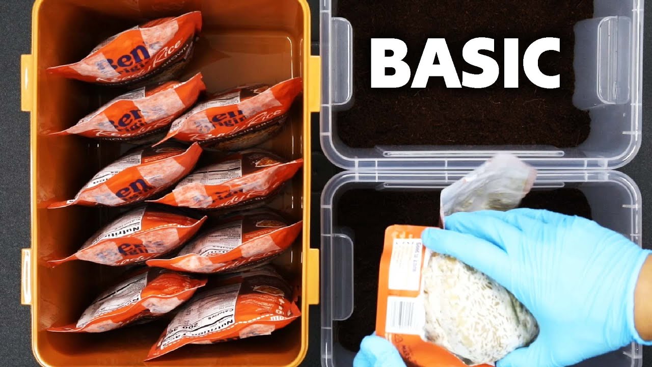 EASY Monotub Setup Guide for Beginners - Uncle Bens Mushroom Grow Tub ...