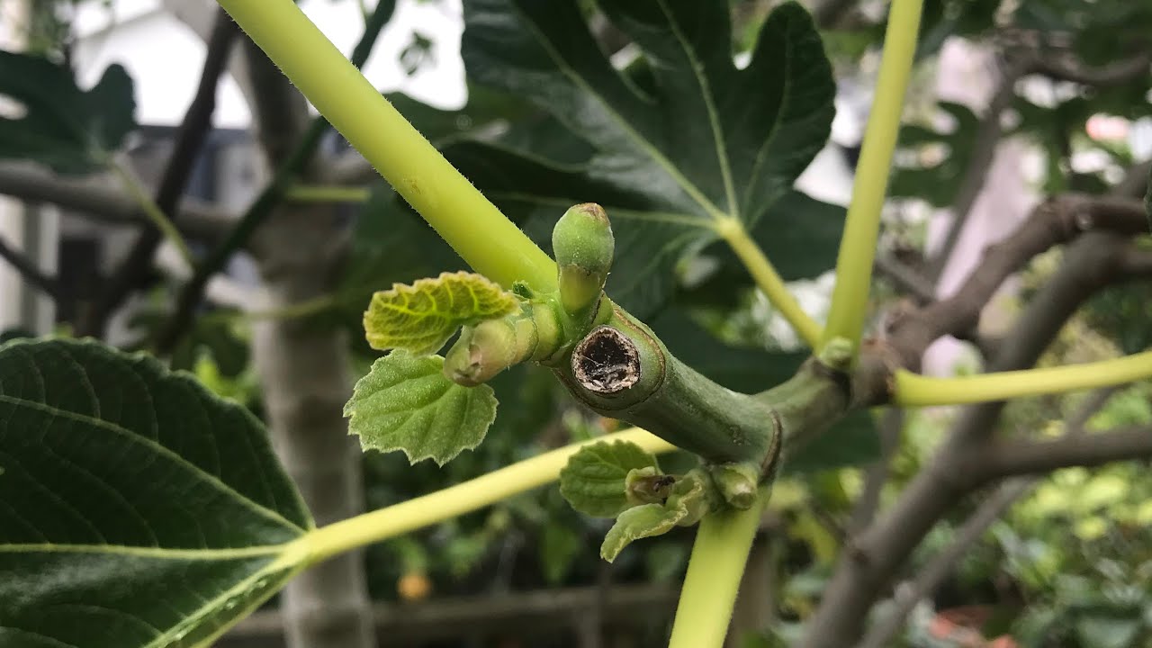 The different results between the double bump and single bump shoots I ...