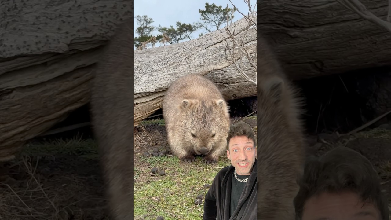 The Wombat has the most dangerous butt - YouTube