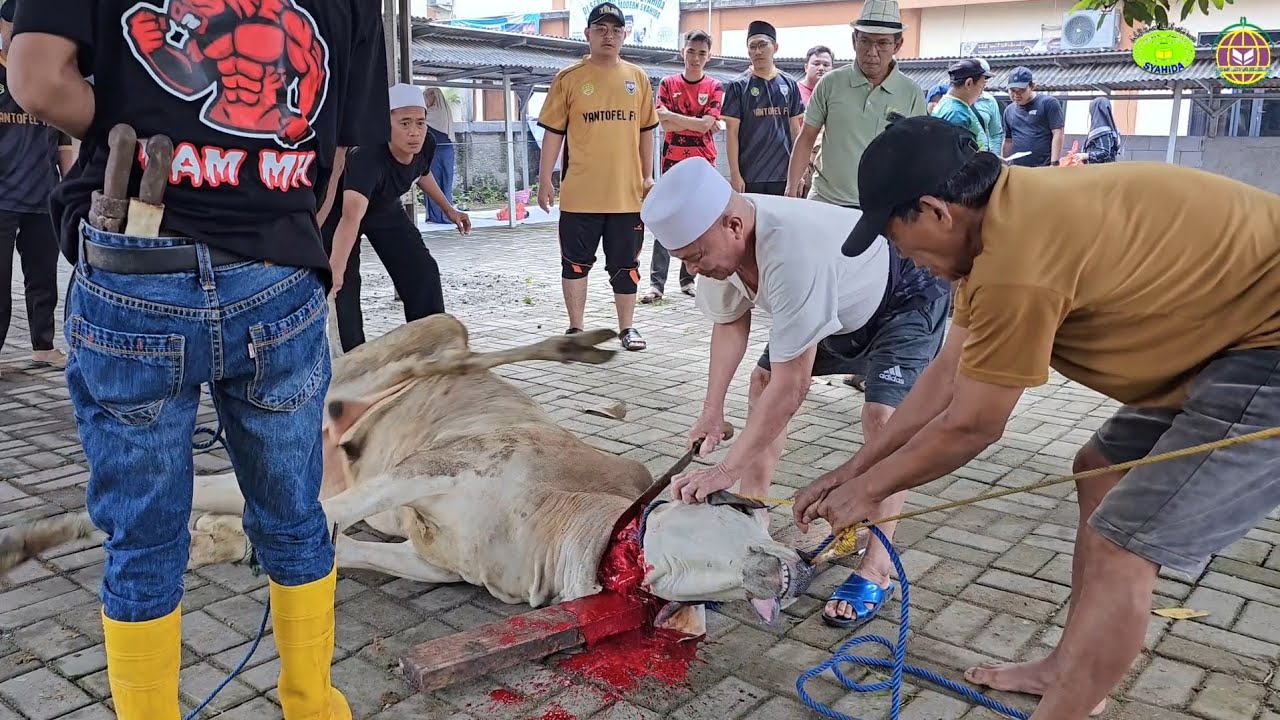 PEMOTONGAN HEWAN QURBAN - IDUL ADHA PESANTREN MODERN SYAHIDA & SIT ...