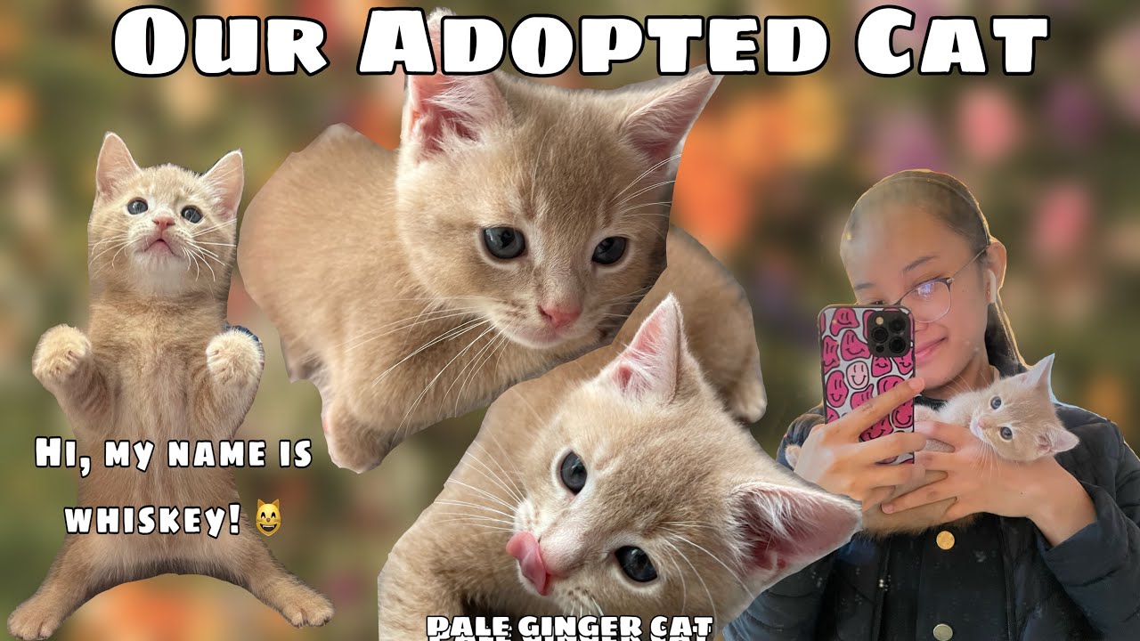 BRINGING OUR ADOPTED CAT ON HIS NEW HOME! (A MALE PALE GINGER CAT ...