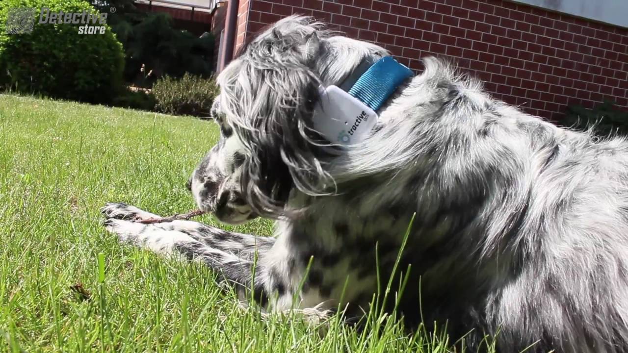 GPS tracker for dogs and cats Tractive - Detective Store - YouTube