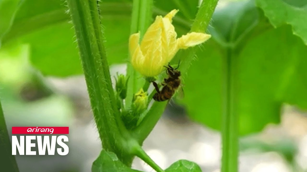 Common carder bees to replace disappearing honeybees in melon farming ...